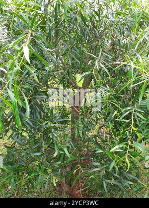 (Sapium haematospermum) Plantae Stock Photo - Alamy