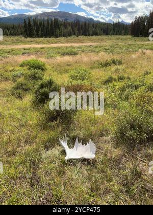 Shiras Moose (Alces alces shirasi) Mammalia Stock Photo - Alamy
