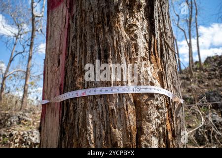 Measuring the circumference of teak tree trunks, Tectona grandis, using ...