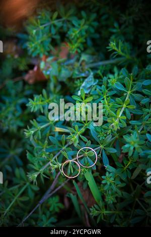 Green plant and wedding rings Stock Photo - Alamy