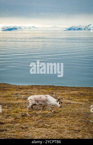 Reindeer in Norway in summer season Stock Photo - Alamy