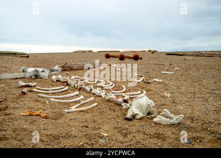 Walrus skeleton on the pebble stone shore, Svalbard Stock Photo - Alamy