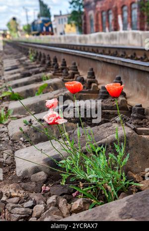 Red poppy flower growing next to a crop farm field in Skåne Sweden ...