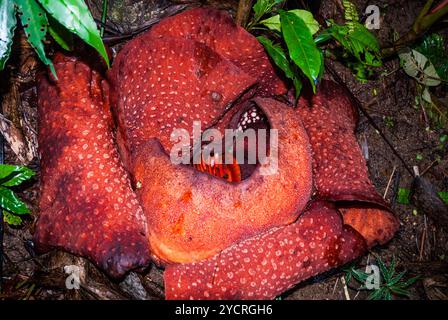 Blooming giant Rafflesia flower, Cameron Highlands rain forest ...