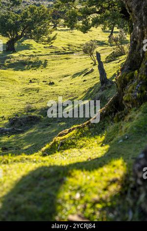 Mood picture of the green meadows in Fanal, Madeira, Portugal Stock ...