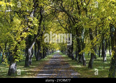 Idyllic view of a small country road leading into endless golden autumn ...