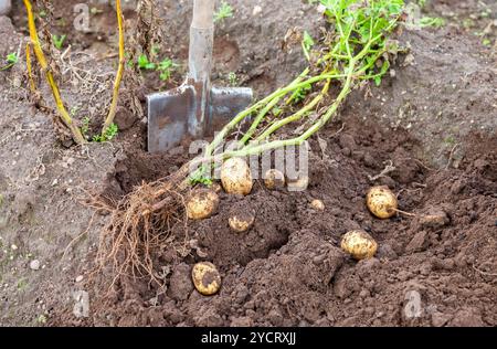 Digging potatoes with shovel on the field from soil. Havest in autumn ...