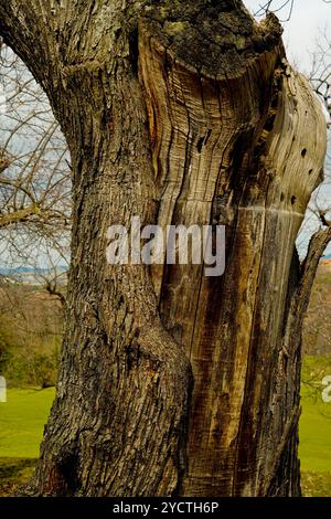 Italy, countryside, autumn, chestnut tree Stock Photo - Alamy