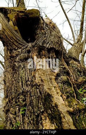 Italy, countryside, autumn, chestnut tree Stock Photo - Alamy