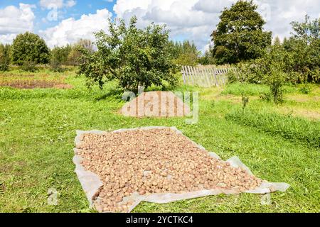 Freshly dug organic potatoes drying on the grass in summer sunny day ...
