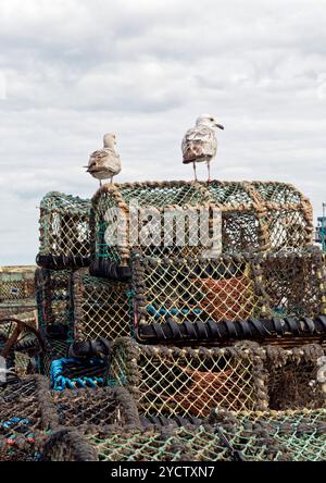 Stacks of traditional lobster pots stored for winter Stock Photo - Alamy