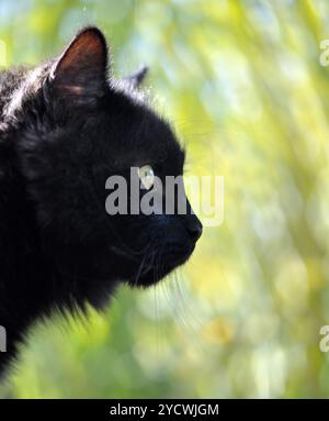 A closeup shot of a black cat with yellow eyes lying on sofa and ...