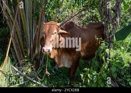 A brown Philippine cow is taking shade among trees in the Batangas ...