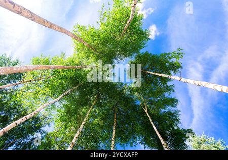 Crowns of tall birch trees in the forest against a blue sky. Deciduous ...