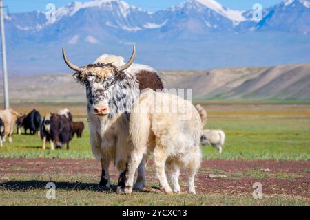 Baby yak drinking milk Stock Photo - Alamy