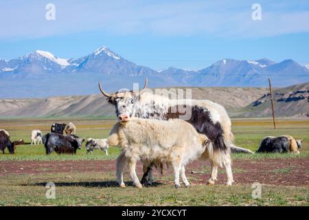 Baby yak drinking milk Stock Photo - Alamy