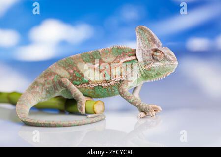 Sky background, reptile, Chameleon lizard Stock Photo - Alamy
