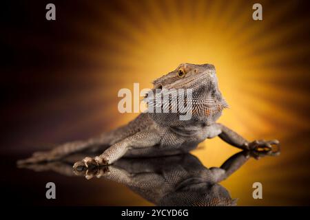 Sun background, Dragon, Agama Lizard Stock Photo - Alamy