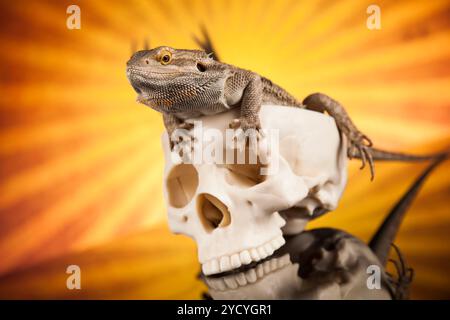 Lizard, skull on black mirror background Stock Photo - Alamy