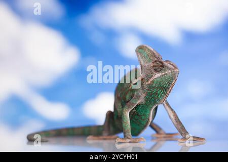 Chameleon lizard isolated on sky background Stock Photo - Alamy