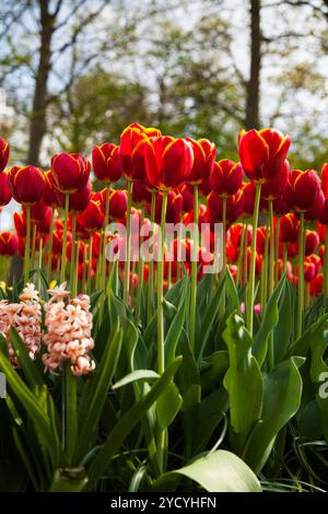 Early spring garden flowers with vibrant colors and showing details of ...