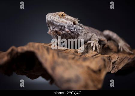 Dragon, Agama Lizard on black mirror background Stock Photo - Alamy