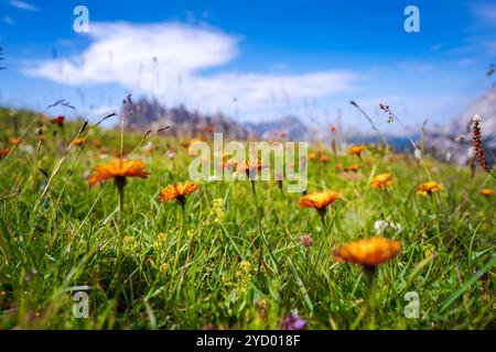 Crepis alpina - Abstract background of Alpine flowers. National Nature ...
