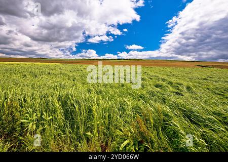 Hay fields under cloudy sky view, agricultural landscape of Prigorje ...