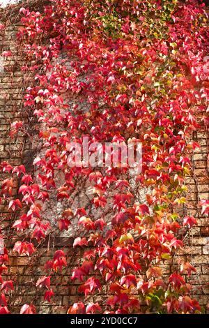Vivid red autumn foliage of Boston Ivy, Parthenocissus tricuspidata ...