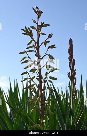 Spanish Dagger (Yucca gloriosa) flowering in summer against a blue sky ...