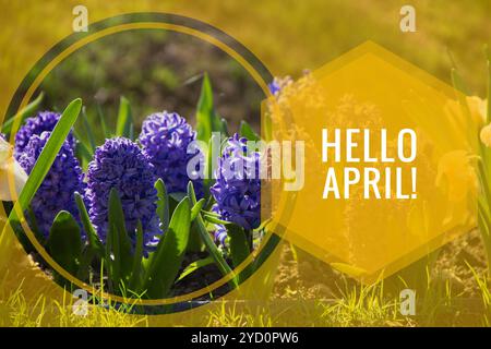 Banner hello april. Hi spring. Hello April. Welcome card We are waiting ...