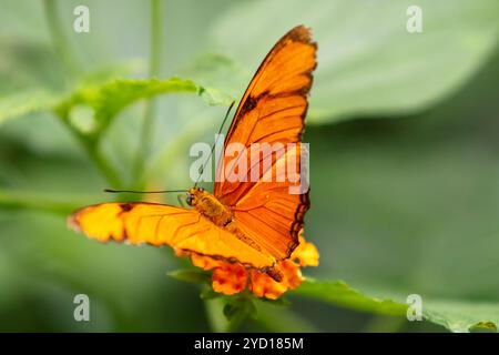 Julia (Dryas iulia) orange and black butterfly on orange flowers Stock ...