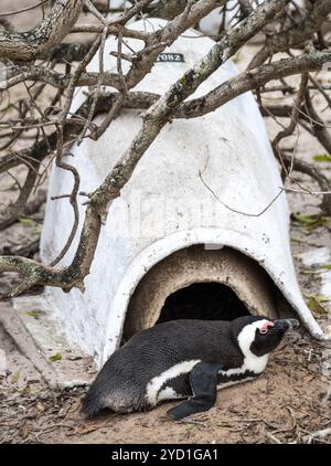 manmade nesting pod for Cape penguins near Simons Town, South Africa ...
