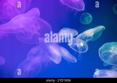 Jellyfish in the backlit aquarium. The inhabitants of the sea. Living ...