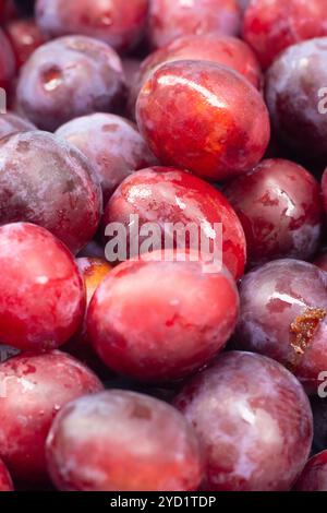 Lots of red sweet cherry plums (Prunus cerasifera). Homegrown organic ...