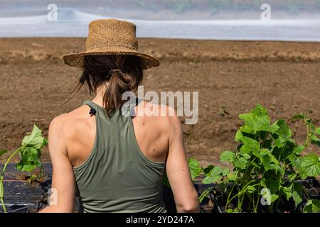 Farmhands tend crops at ecological farm Stock Photo - Alamy