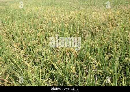Yellowing rice that will soon be harvested Stock Photo - Alamy