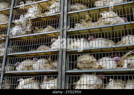 Live white turkey transportation cages Stock Photo - Alamy