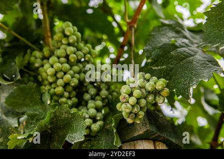 Green small unripe grapes close-up at sunrise Stock Photo - Alamy