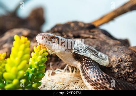 Pet Rat Snake shedding skin next to plant Stock Photo - Alamy