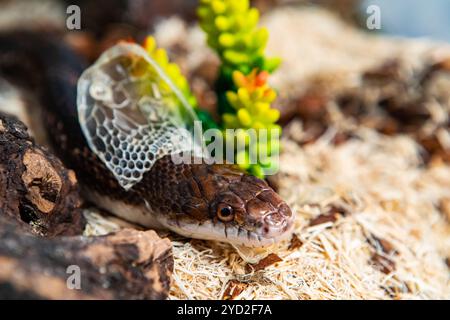 Pet Rat Snake shedding skin next to plant Stock Photo - Alamy