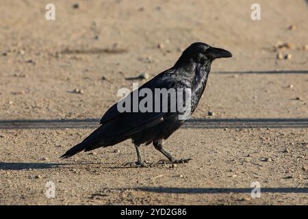 A close-up shot of an American Crow perched on a tree branch in a ...