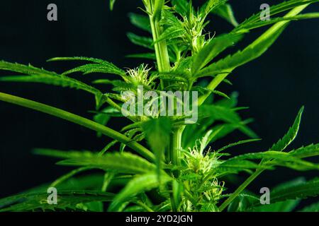 Female cannabis plant anatomy: healthy flowers Stock Photo - Alamy