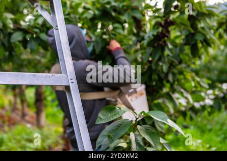 Seasonal farm worker picks cherries Stock Photo - Alamy