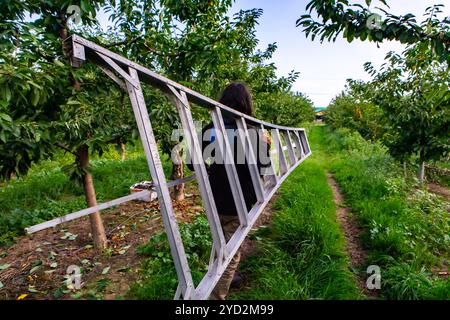 Cherry-picker with garden ladder Stock Photo - Alamy