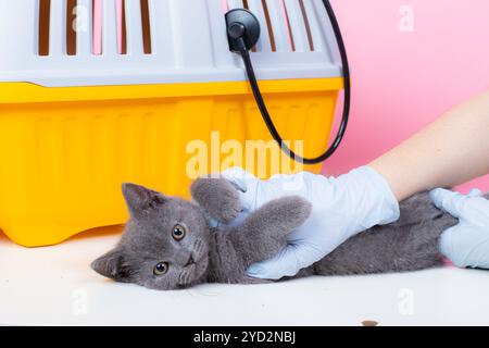 Cat at the reception of a veterinarian. Cat at the veterinary table ...