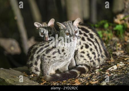 Two Common genets (Genetta genetta), cuddling wildlife in a forest ...