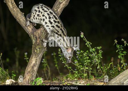 Common genet (Genetta genetta), climbing on a tree wildlife in a forest ...