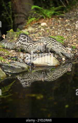 Two Common genets (Genetta genetta), wildlife in a forest, Montseny ...