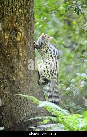 Common genet - Genetta genetta, Spain, on a rock with snow Stock Photo ...